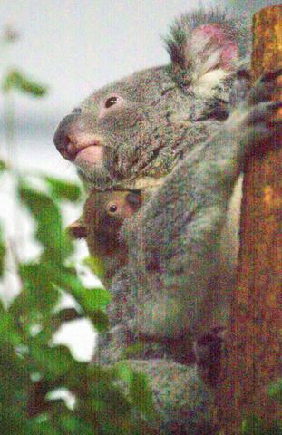 Baby koala dies at zoo - Taipei Times