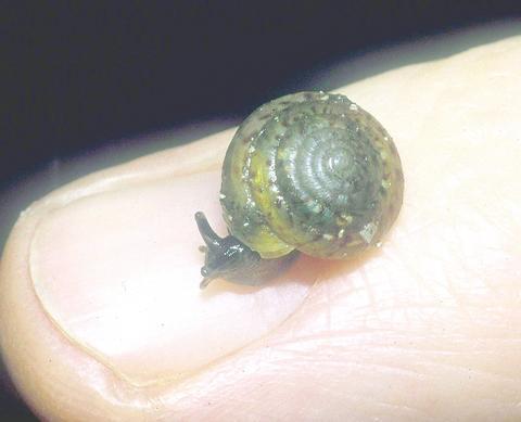 Helping rare Bermuda snails survive | Dear Kitty. Some blog