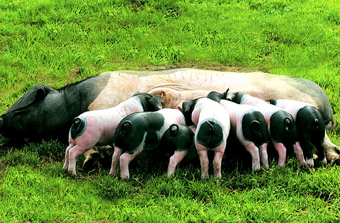 Basque pigs brought back from brink - Taipei Times