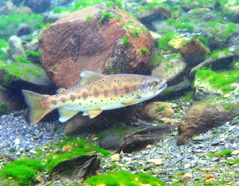 Rare salmon thrive in new homes - Taipei Times