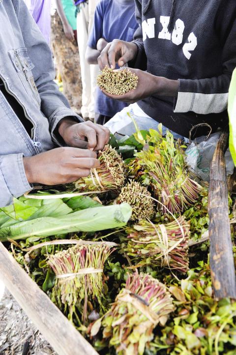 FEATURE: Kenyan khat farmers remain poor - Taipei Times