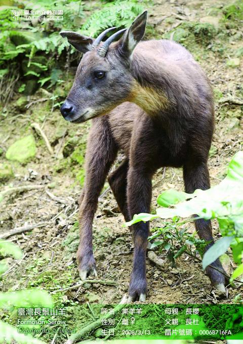 Gift serows, deer leave for China - Taipei Times