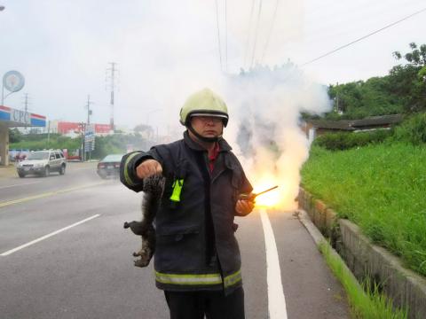 Squirrel causes power outage in 600 households 松鼠觸電失火造成600戶停電 - Taipei ...