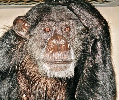 Doubts cast on claims of Tarzan chimpanzee’s death - Taipei Times