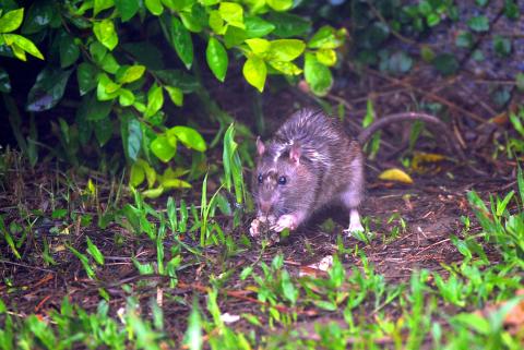 Goodwill rats help pals escape: study 善意鼠會幫夥伴脫困 - Taipei Times