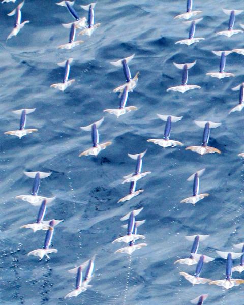 Squid ‘fly faster than Bolt runs’ - Taipei Times