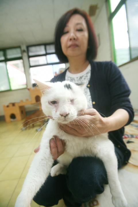 FEATURE: Woman creates oasis for crippled stray cats - Taipei Times