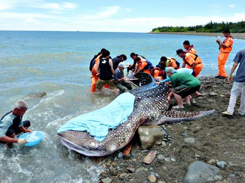 Museum blamed in failed shark release - Taipei Times