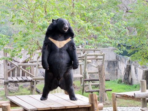 Netizens criticize zoo after bear dies in fight - Taipei Times