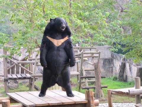 Experts denounce panda popularity, urging better Formosan black bear ...