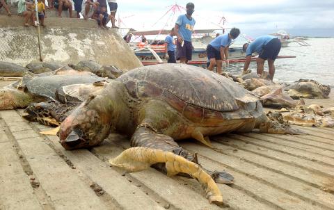 Philippines to prosecute Chinese turtle ‘poachers’ - Taipei Times