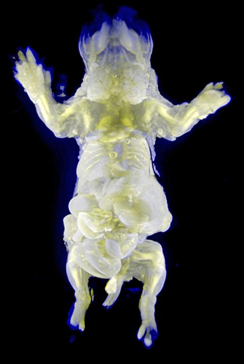 Researchers in Japan make mice transparent - Taipei Times