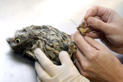 Acupuncture helps sick owls return to wild in Spain - Taipei Times