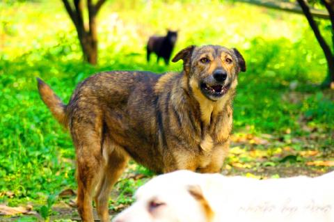 New Taipei City strays find new leash on life 新北動物之家狗狗 變身梨山果園守護犬 ...