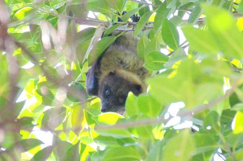Flying fox returns to Hualien park after two years: officials - Taipei ...
