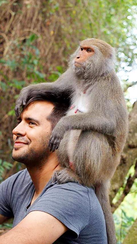 Frisky monkey fancies foreign fellas 壽山「大嬸」母猴 專挑阿凸仔勾勾纏 - Taipei Times