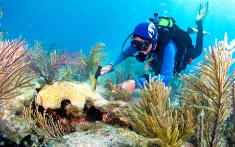 Coral gardening beckons ecotourists to restore reefs - Taipei Times