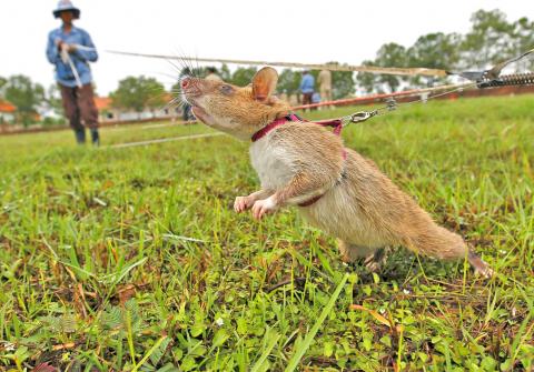 Cambodia using ‘lifesaving’ Gambian pouched rats to sniff out deadly ...