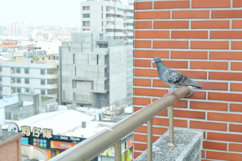 Pigeon cop at county cop shop 警鴿情 - Taipei Times