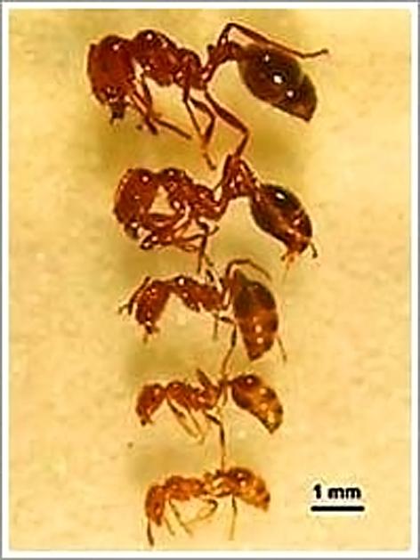 Fire ant crisis strikes Yingge allotments 鶯歌市民農園爆火蟻危機 - Taipei Times