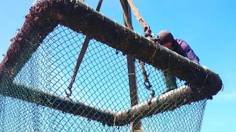 YHM Copper Alloy Net Improves Fish Harvest - Taipei Times