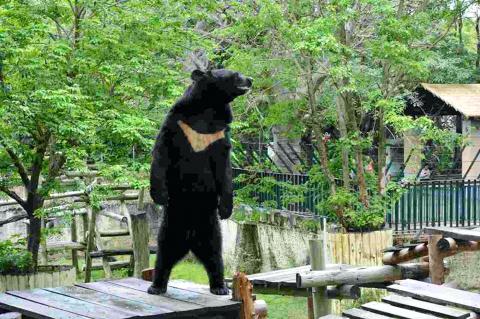 Celebrity Formosan bear gets corporate sponsorship - Taipei Times