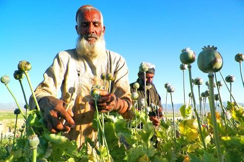 FEATURE: Afghans revel in bountiful opium harvest - Taipei Times