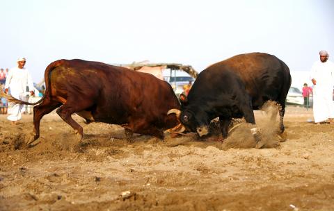 Bloodless bullfights earn Gulf owners big bucks - Taipei Times