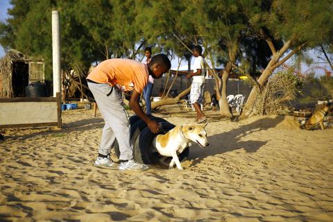 Stray dogs find shelter in battered Gaza - Taipei Times