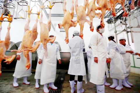 Gentler chicken slaughter? - Taipei Times