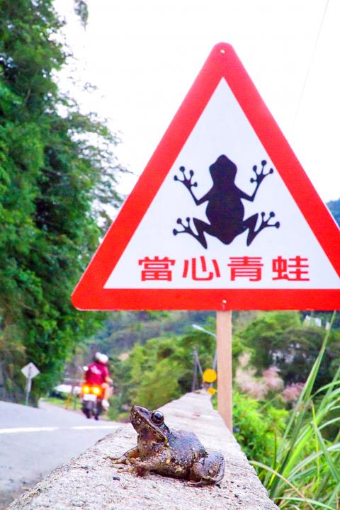 City puts up road signs to protect crossing frogs - Taipei Times