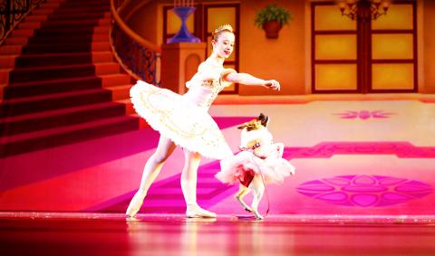 Dog becomes ballet dancer in ‘Mutt-cracker’ - Taipei Times