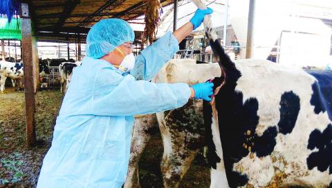 Cows culled after tuberculosis diagnosis - Taipei Times