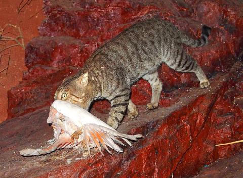 Cats kill 1 million birds a day in Australia: study - Taipei Times