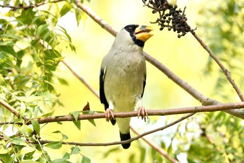 Kaohsiung rare finch sighting excites twitchers - Taipei Times