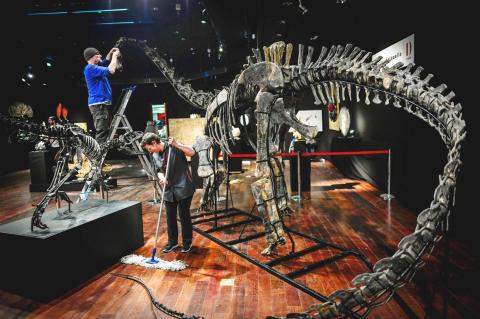Two dinosaurs up for auction in Paris - Taipei Times