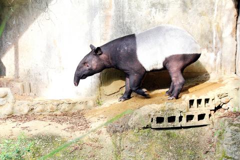 Taipei Zoo welcomes new Malayan tapir from Prague Zoo - Taipei Times