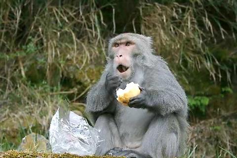 Protection status of rock macaques to be decided - Taipei Times