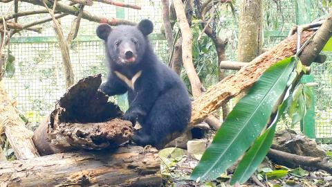 Abandoned Formosan bear set to be released next year - Taipei Times