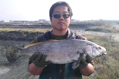 Institute touts benefits of new silver croakers breed - Taipei Times