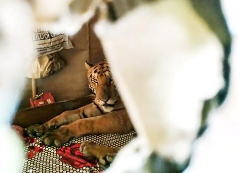 Tiger forced onto bed by flooding - Taipei Times