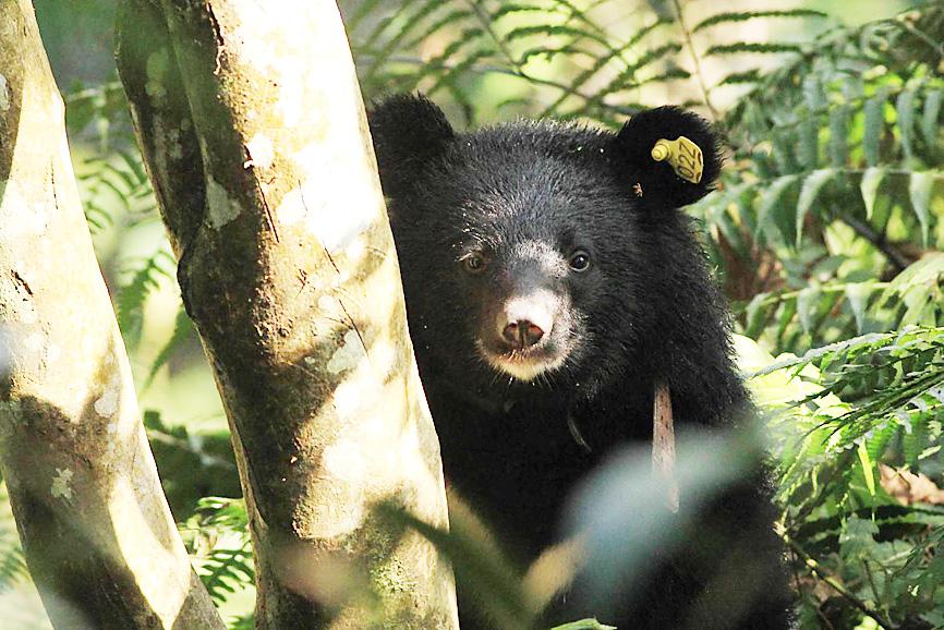 Formosan Black Bear