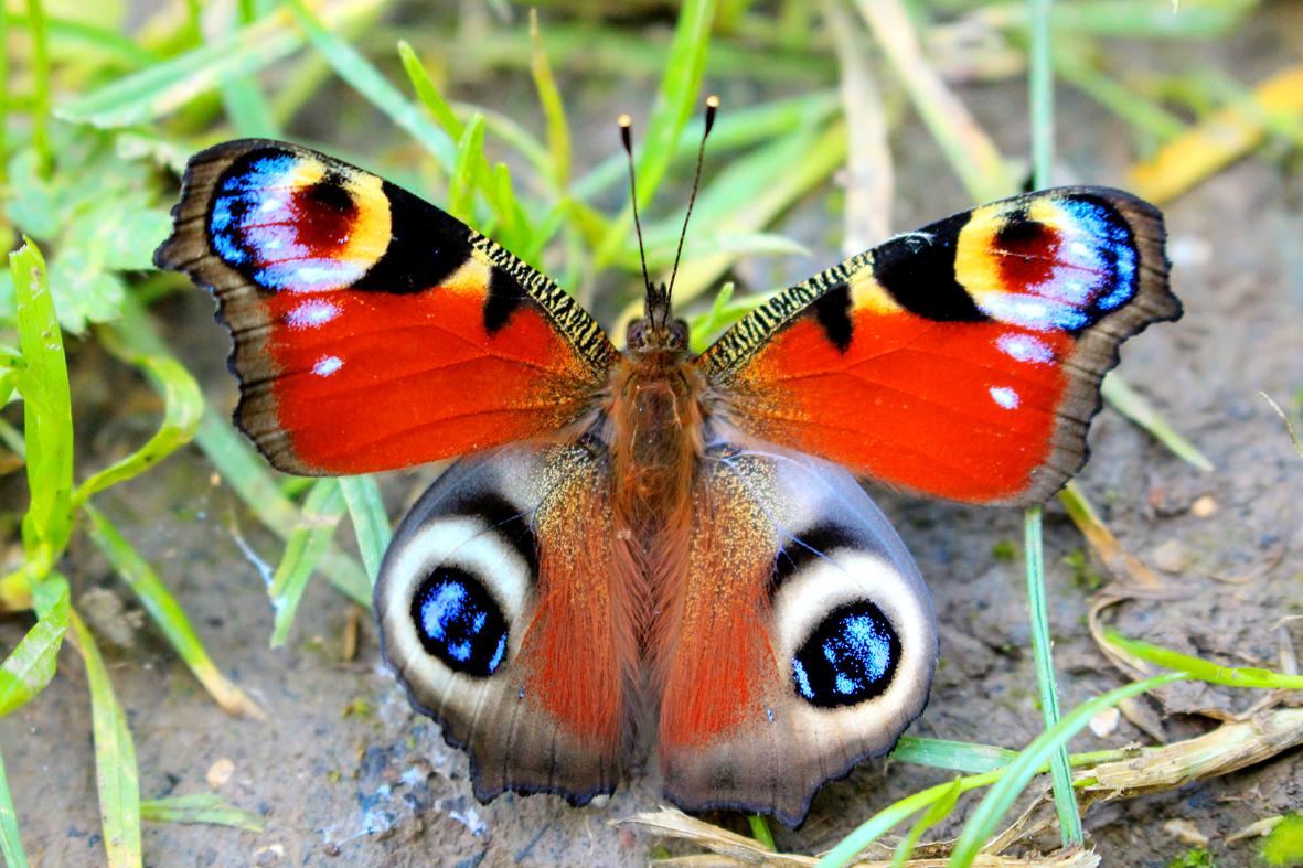 key-to-butterfly-survival-might-be-color-coded-study-taipei-times