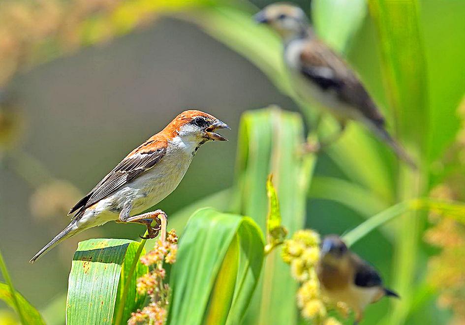 Endangered sparrows raise 92 chicks - Taipei Times