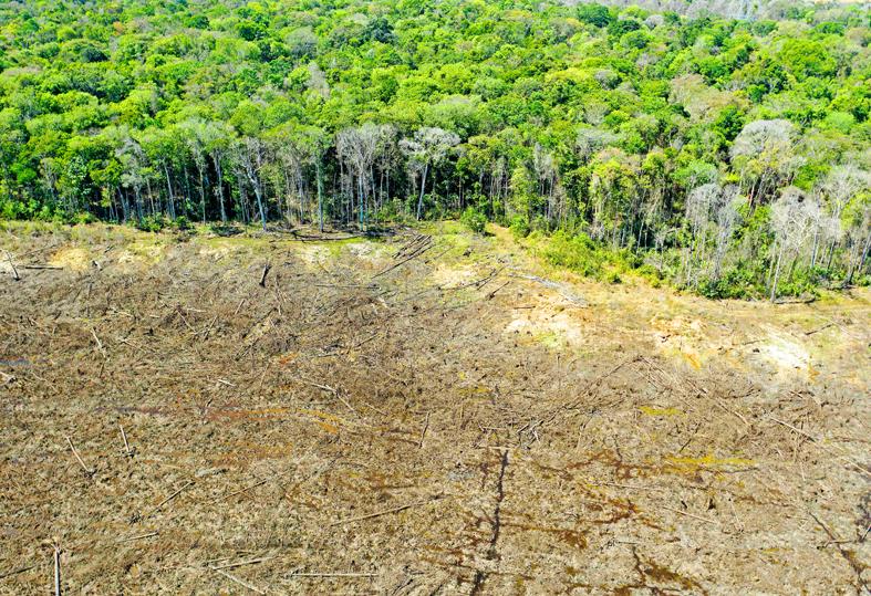Deforestation in Amazon soars to 12-year high - Taipei Times