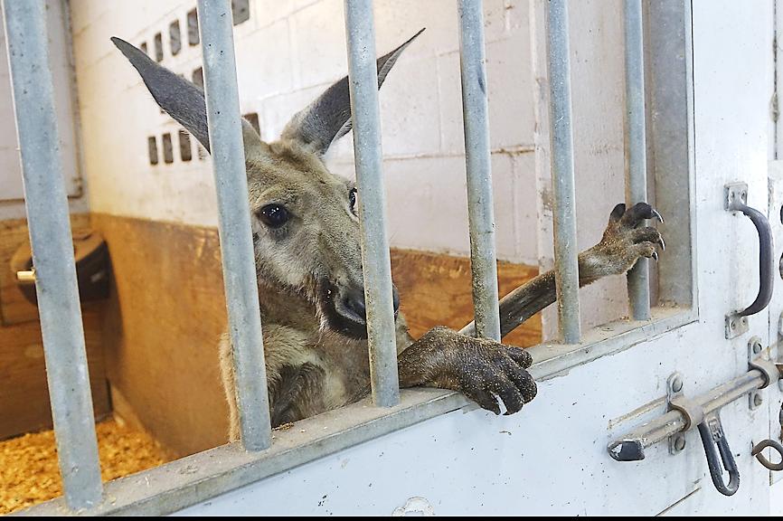 Kangaroos able to communicate with humans: research - Taipei Times