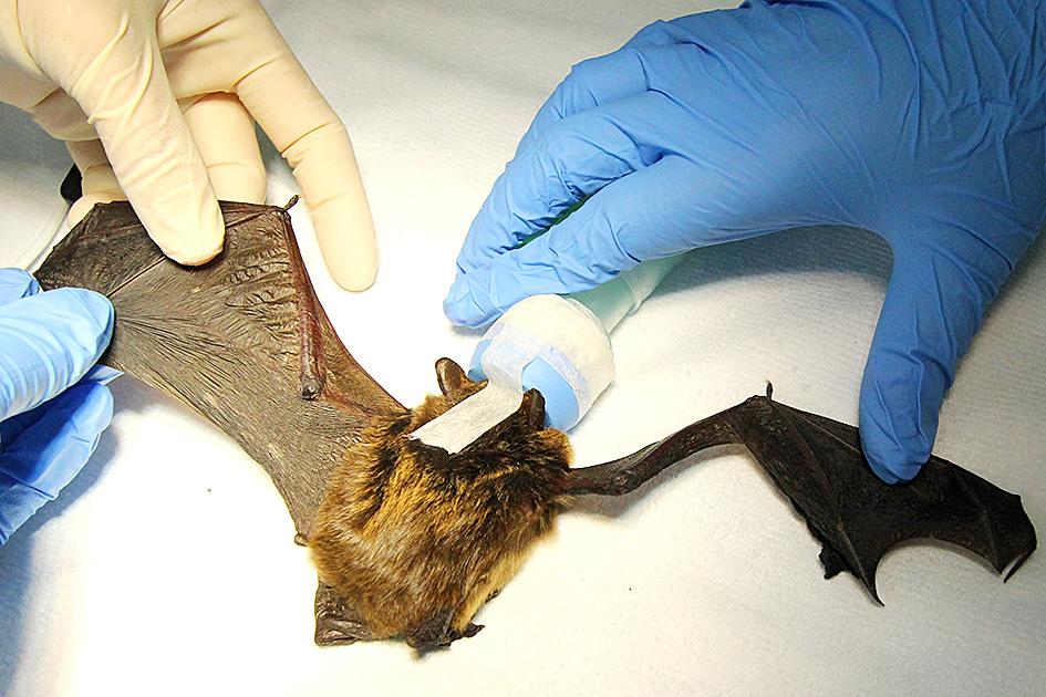 Environmental Impact Assessment: Mending muntjacs and saving civets ...