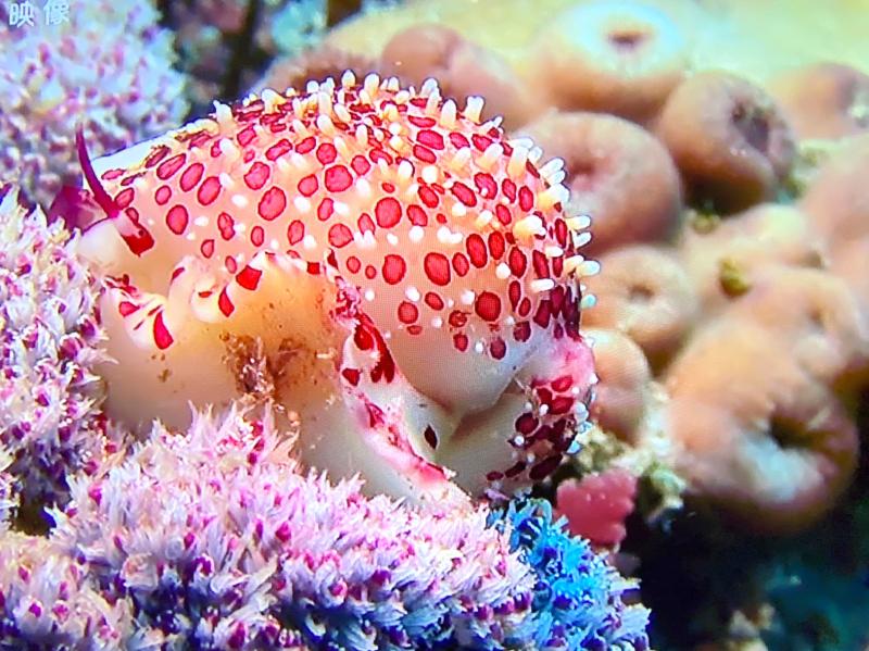 Shellfish exhibition - Taipei Times