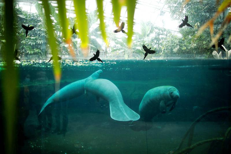 Algal blooms cited for rise in manatee deaths - Taipei Times