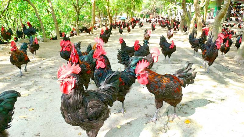 Chicken essence job helps inmates plan for after jail - Taipei Times
